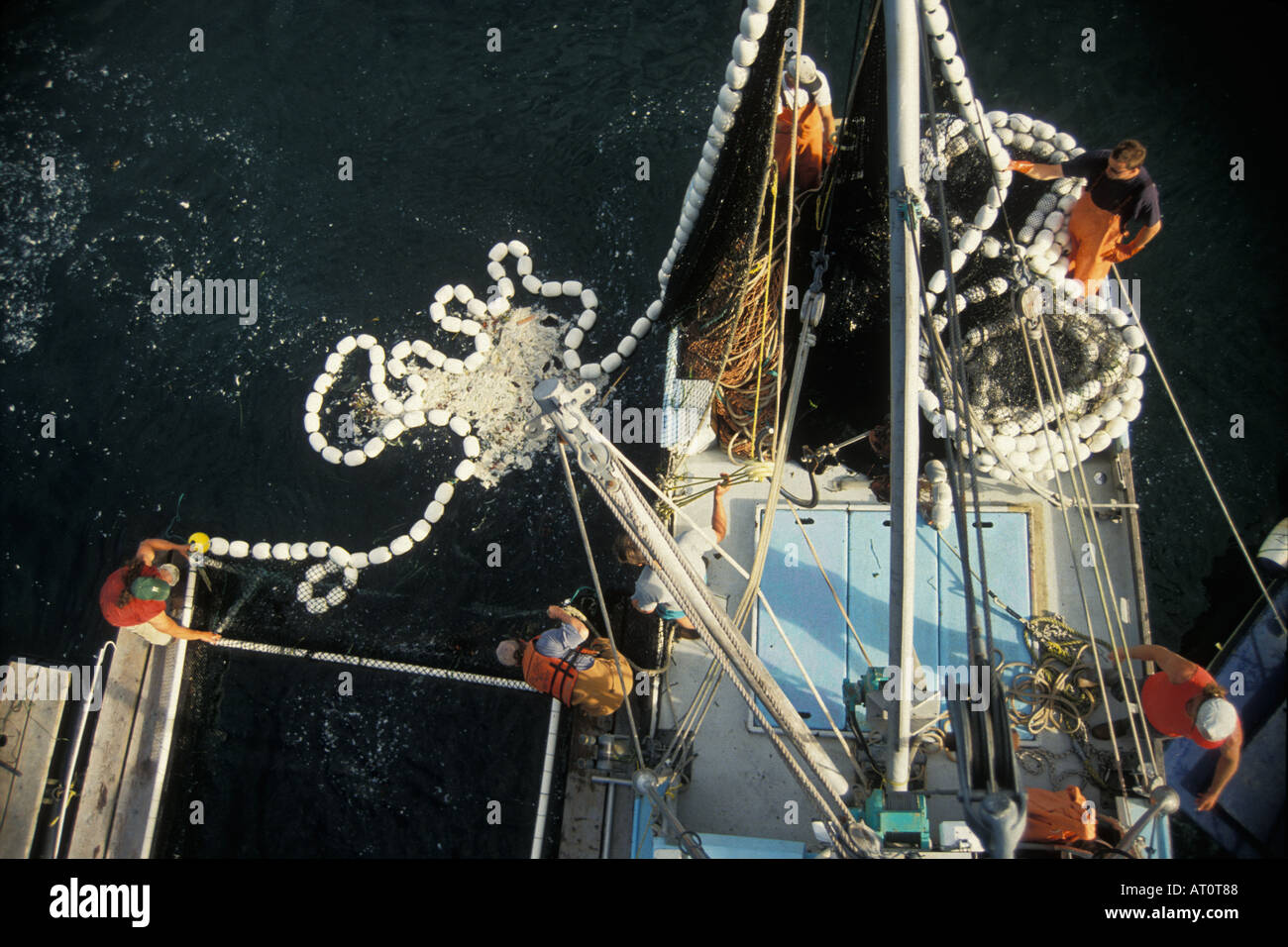 commercial sien net fishing for pink salmon Oncorhynchus gorbuscha fish ...