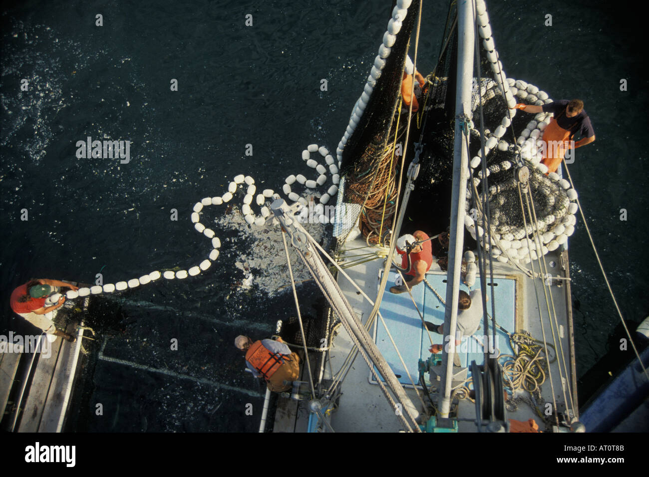 commercial sien net fishing for pink salmon Oncorhynchus gorbuscha fish ...