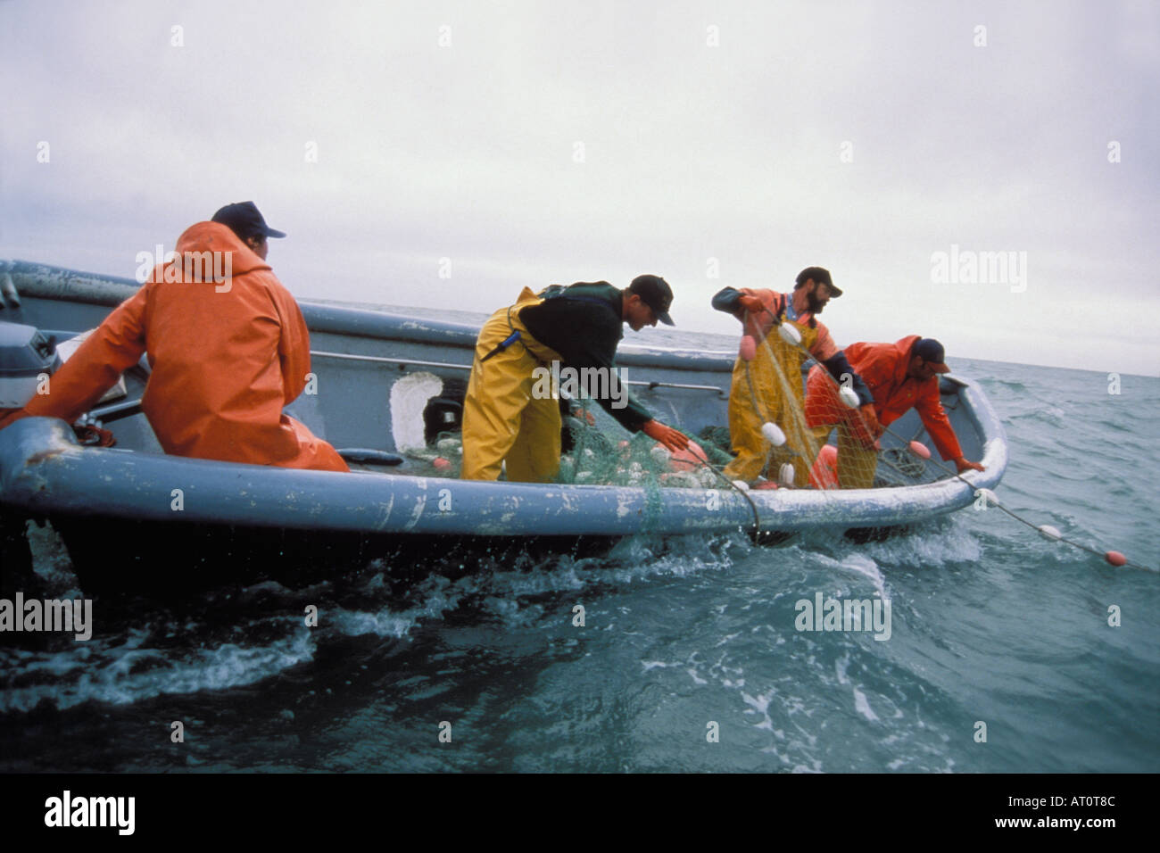 set net crew pulls in a fishing net in Cook Inlet western Kenai ...