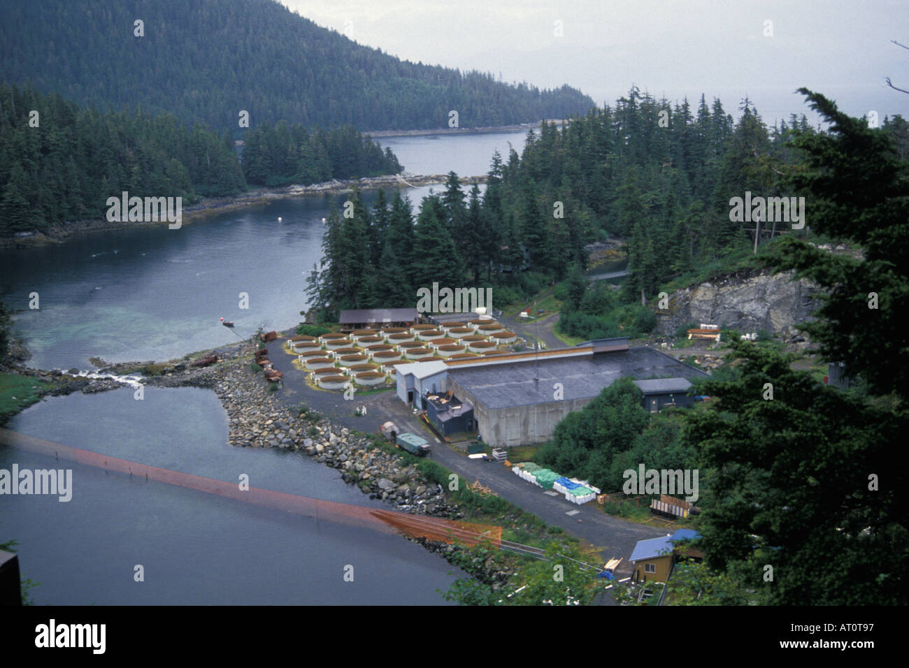 commercial sien net fishing for pink salmon Oncorhynchus gorbuscha fish ...