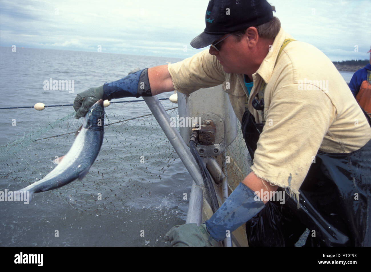 commercial set net fisherman pulls a Kenai sockeye salmon Oncorhynchus ...