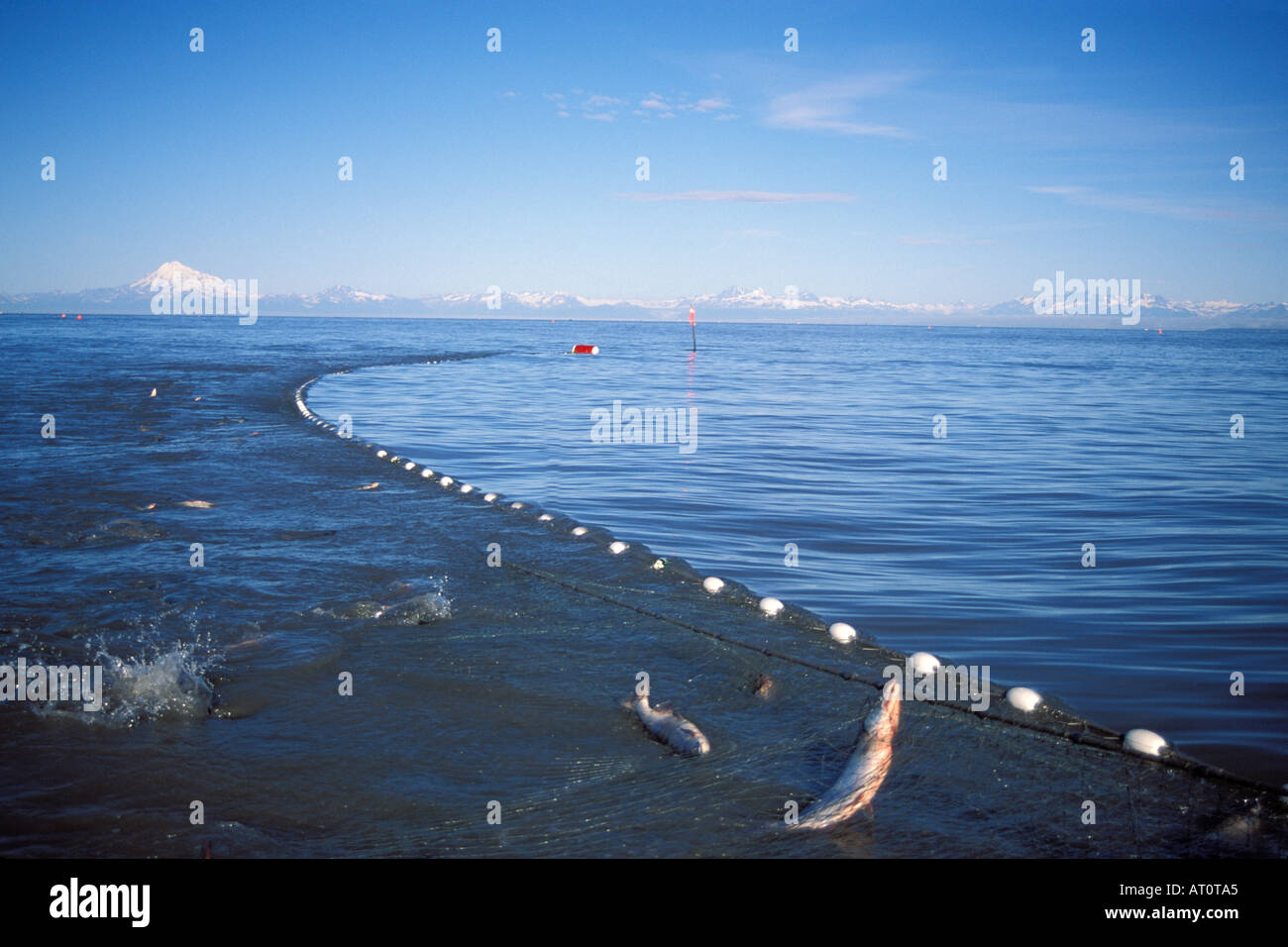 commercial set net filled with Kenai sockeye salmon Oncorhynchus nerka ...