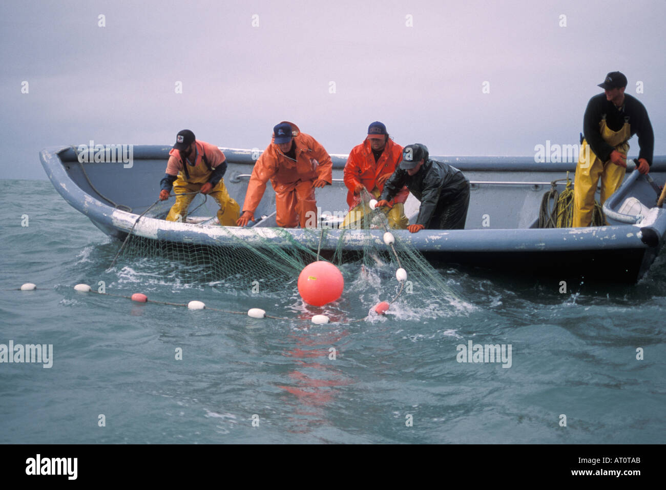set net crew pulls in a fishing net in Cook Inlet western Kenai ...