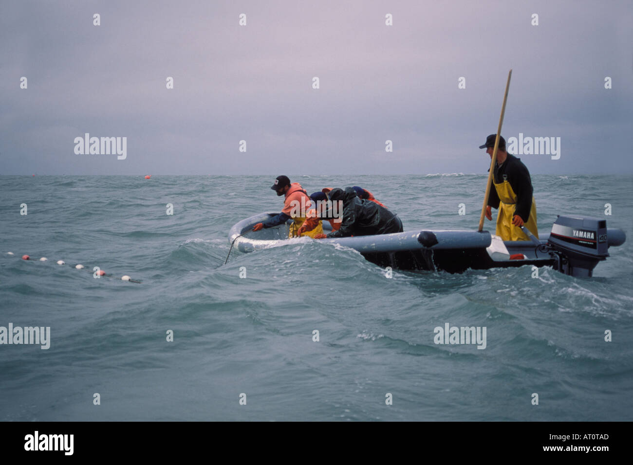 set net crew pulls in a fishing net in Cook Inlet western Kenai ...