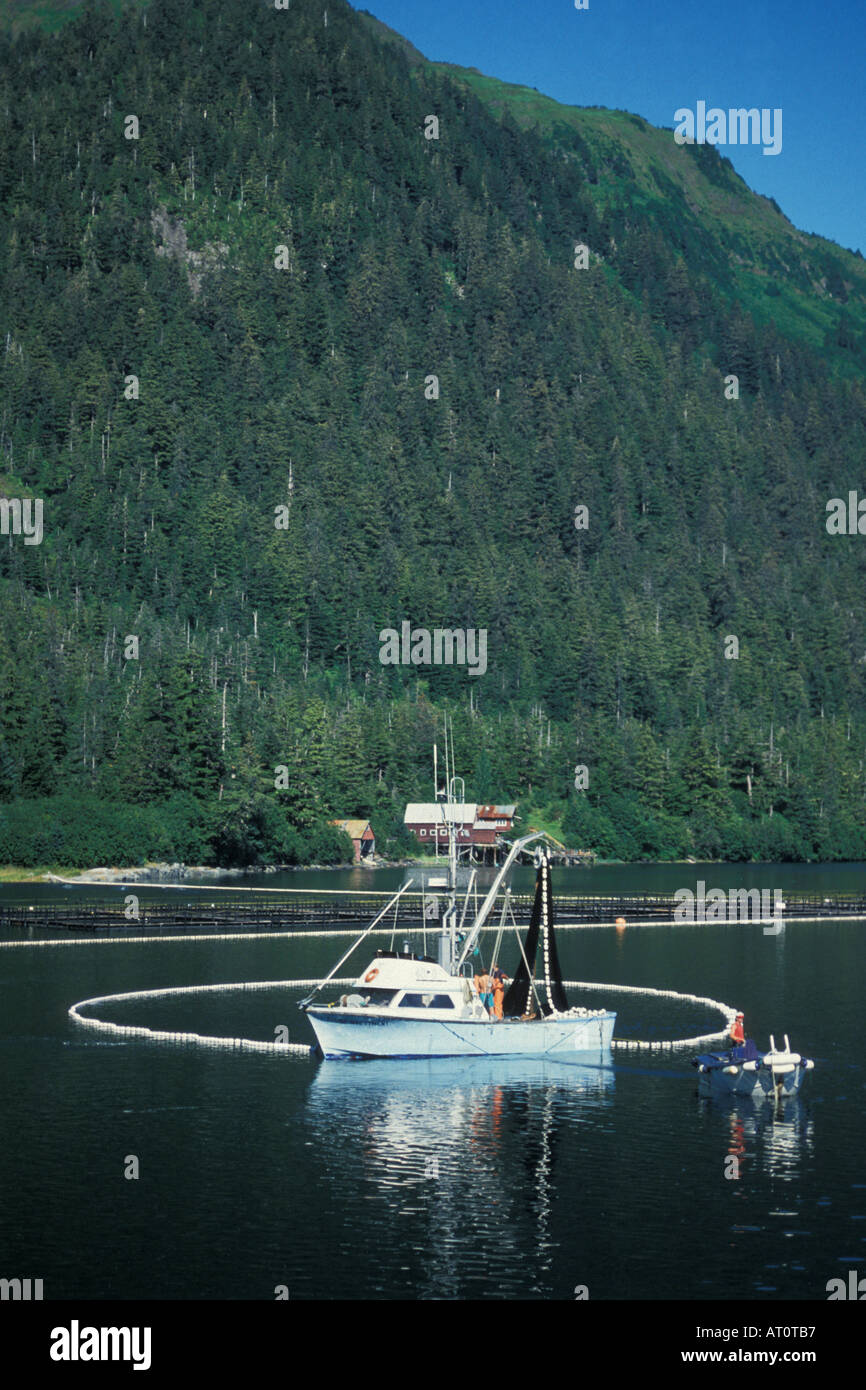 commercial sien net fishing for pink salmon Oncorhynchus gorbuscha fish ...