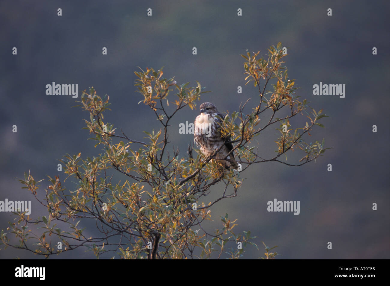 Willow eaters hi-res stock photography and images - Alamy