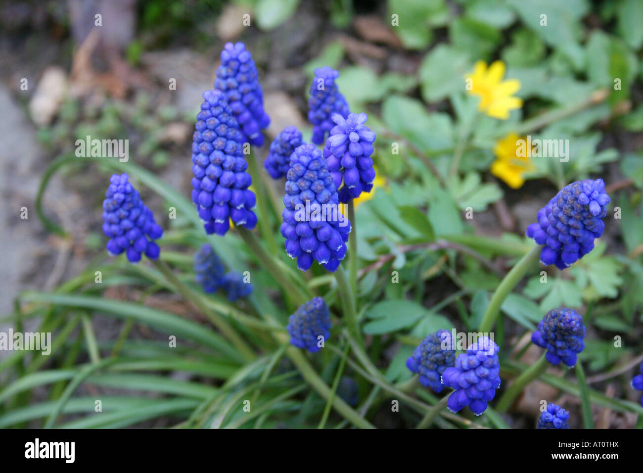 Mice flower.Blue field flower Stock Photo - Alamy