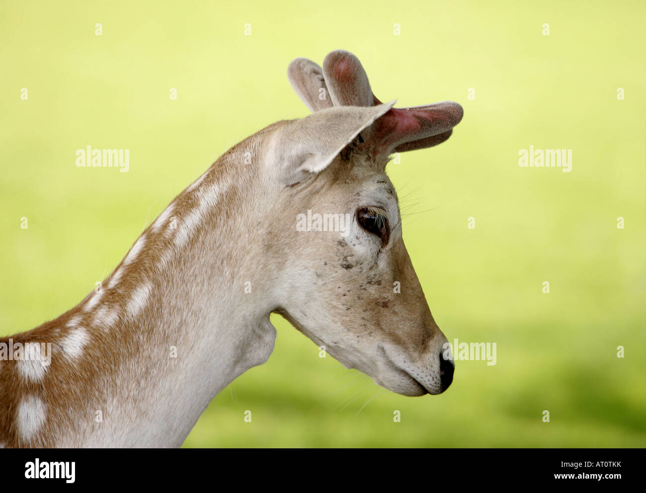 Deer herd animal mammal herbivores Stock Photo - Alamy