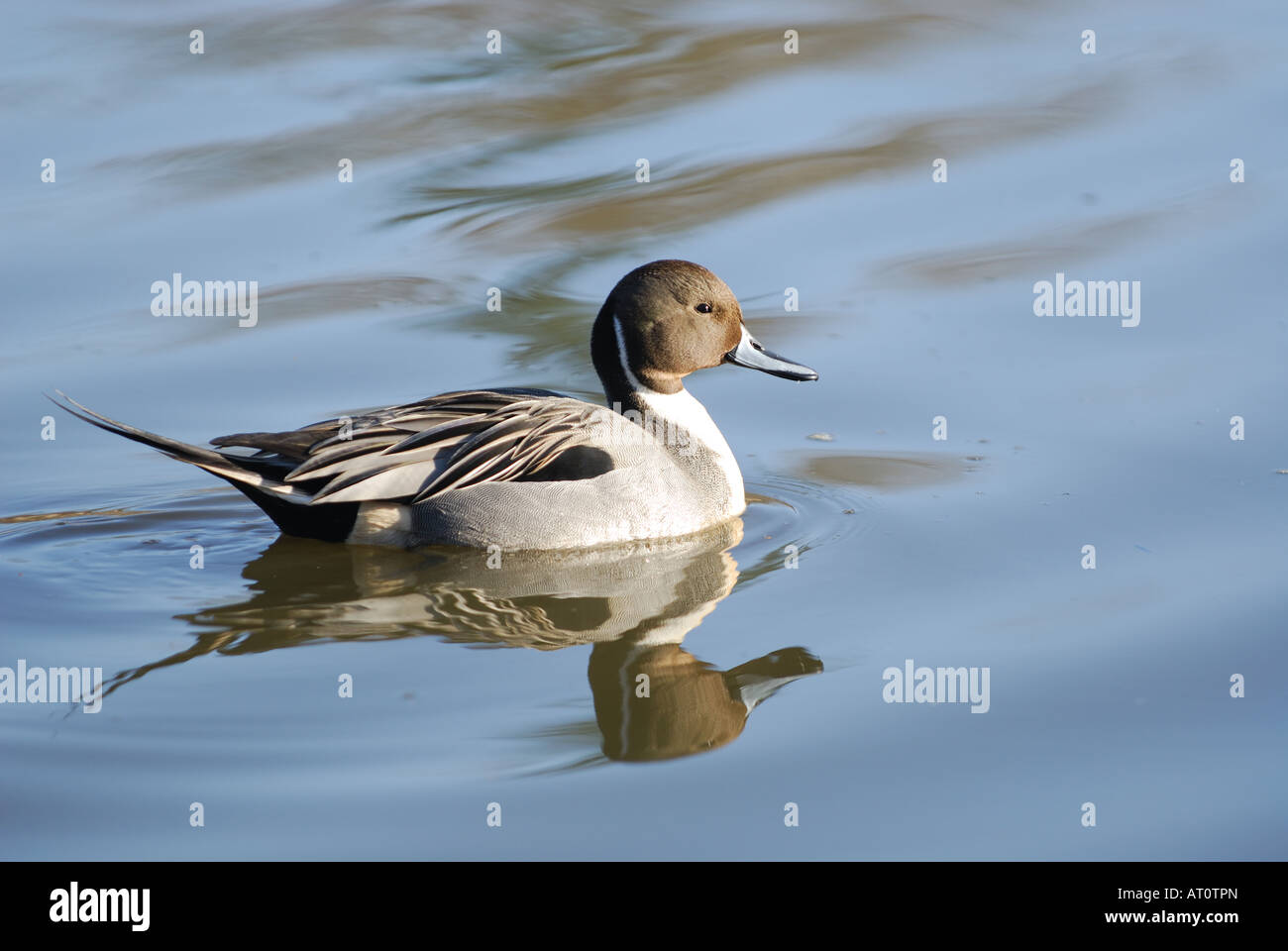 Adult pintail hi-res stock photography and images - Alamy