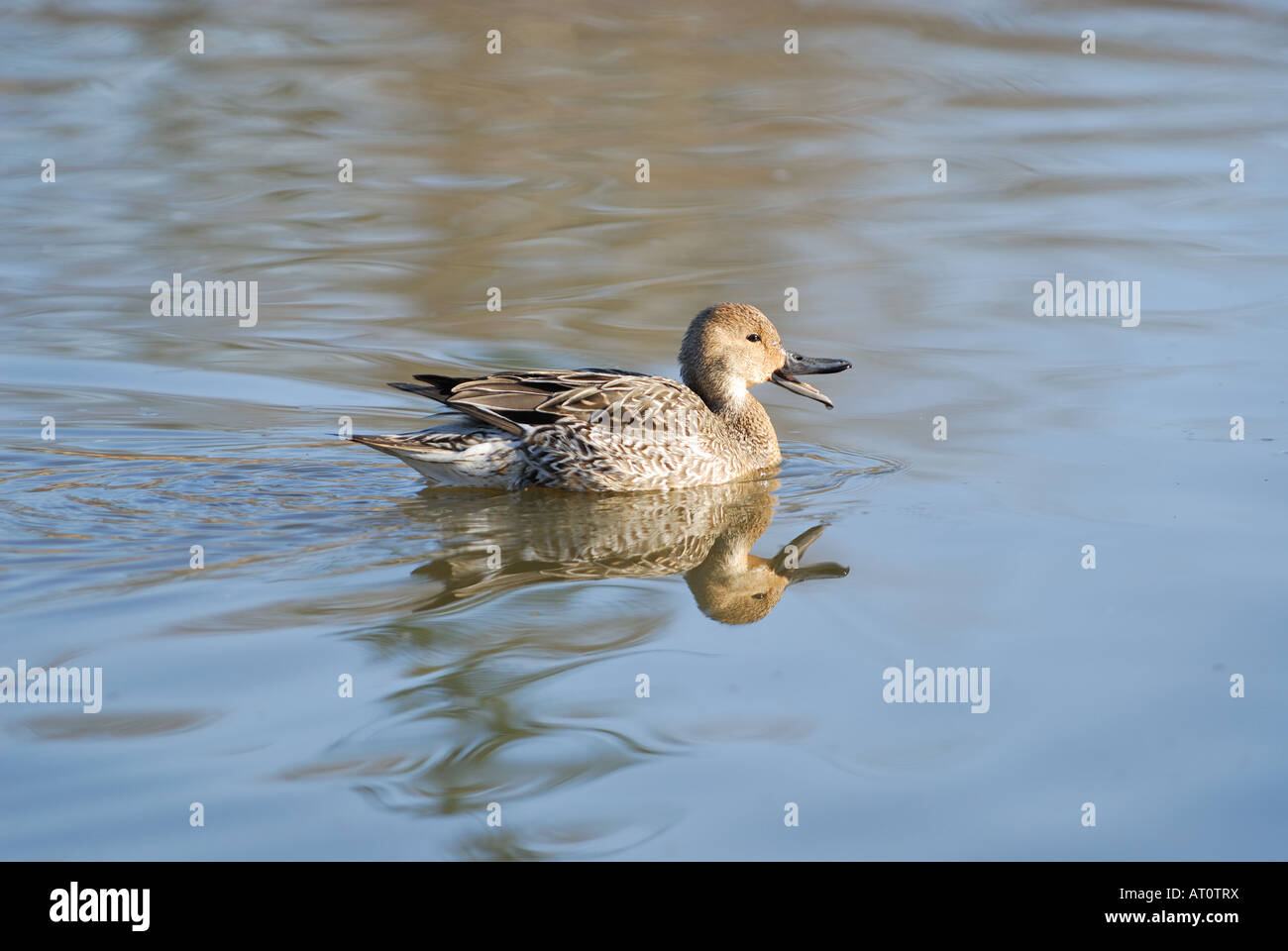 Female Northern Pintail Calling Stock Photo - Alamy