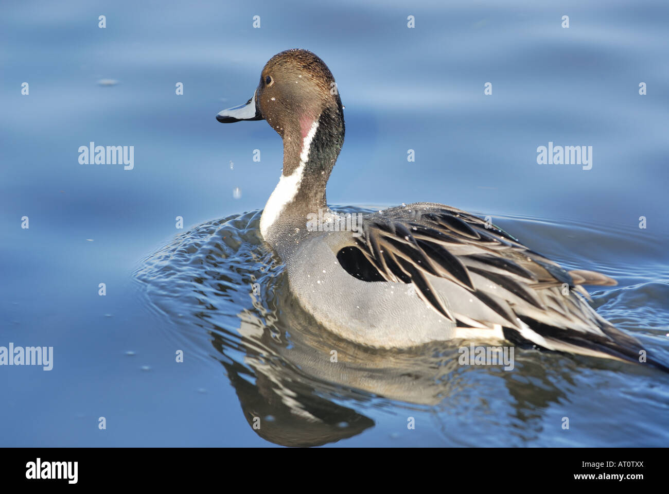 Adult pintail hi-res stock photography and images - Alamy