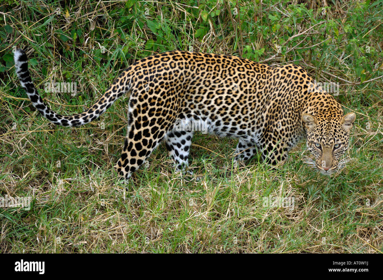 Leopard walking at talek river banks, Maasai Mara, Kenya Stock Photo ...
