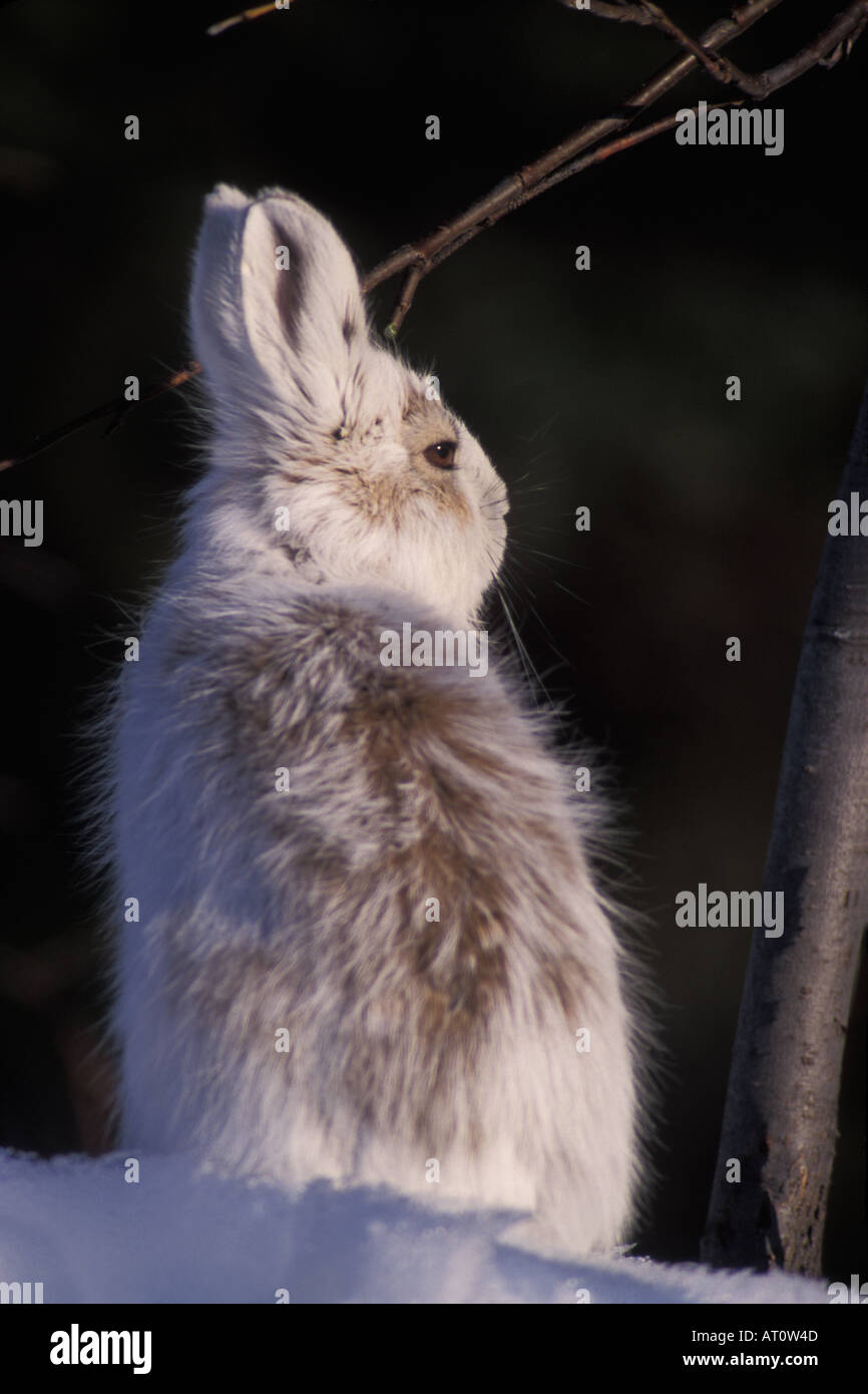 snowshoe hare Lepus americanus changing colors in spring southside of ...