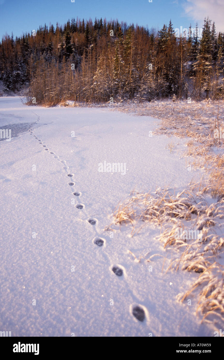gray wolf Canis lupus tracks in the snow Kenai National Wildlife Refuge ...
