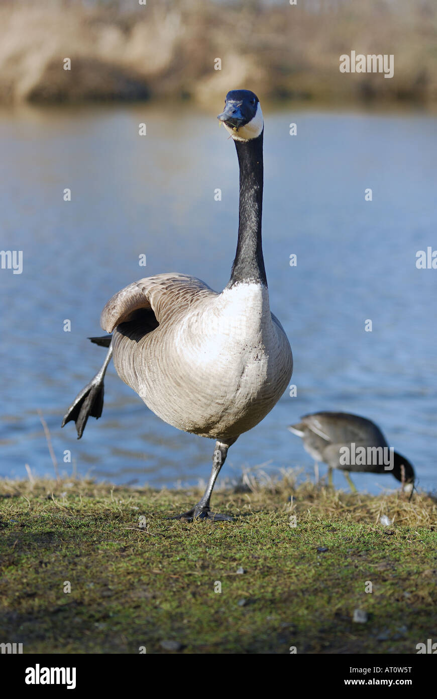 Canada goose balancing on hi-res stock photography and images - Alamy