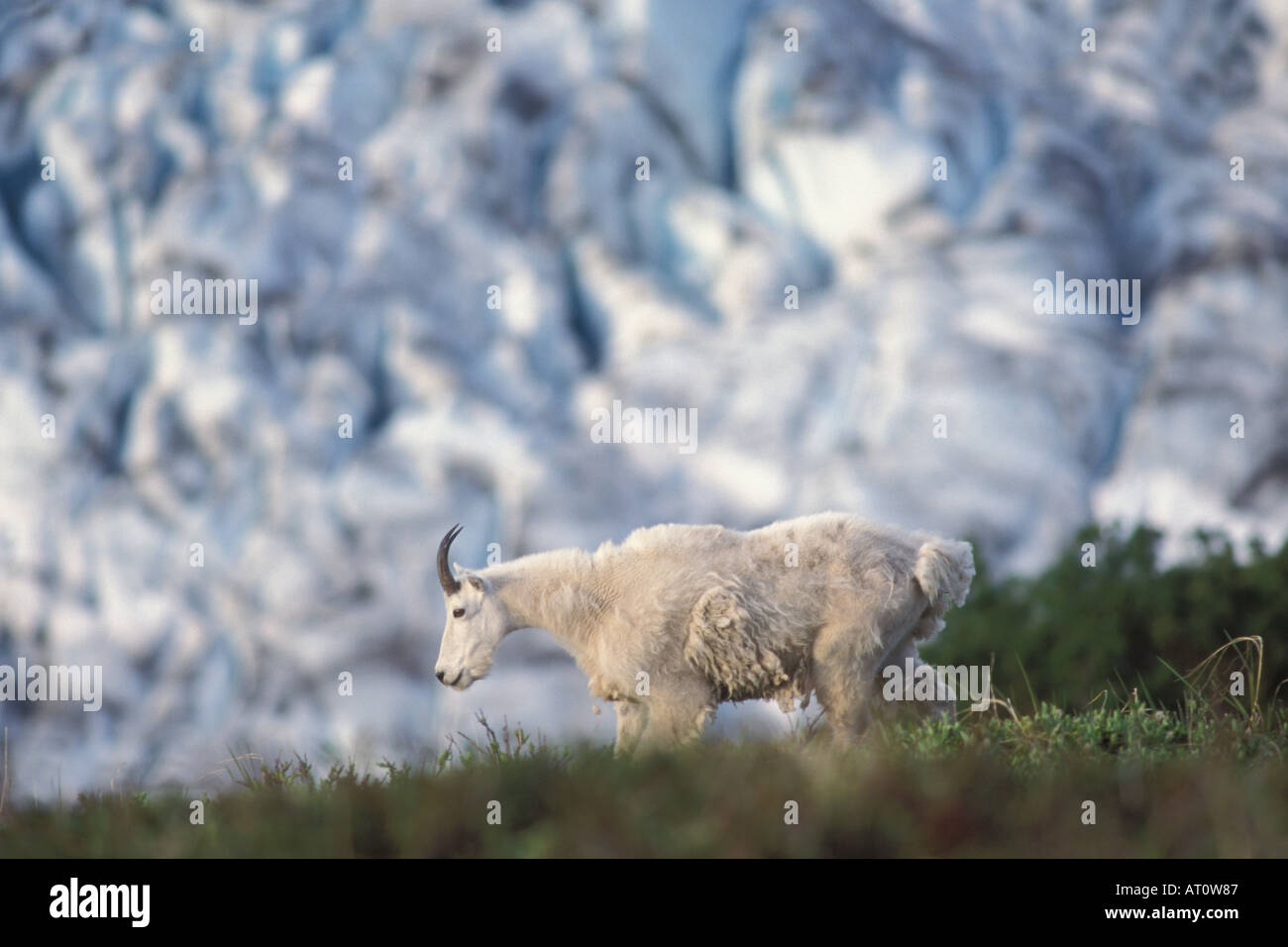 mountain goat Oreamnos americanus walking along a hillside off Exit ...