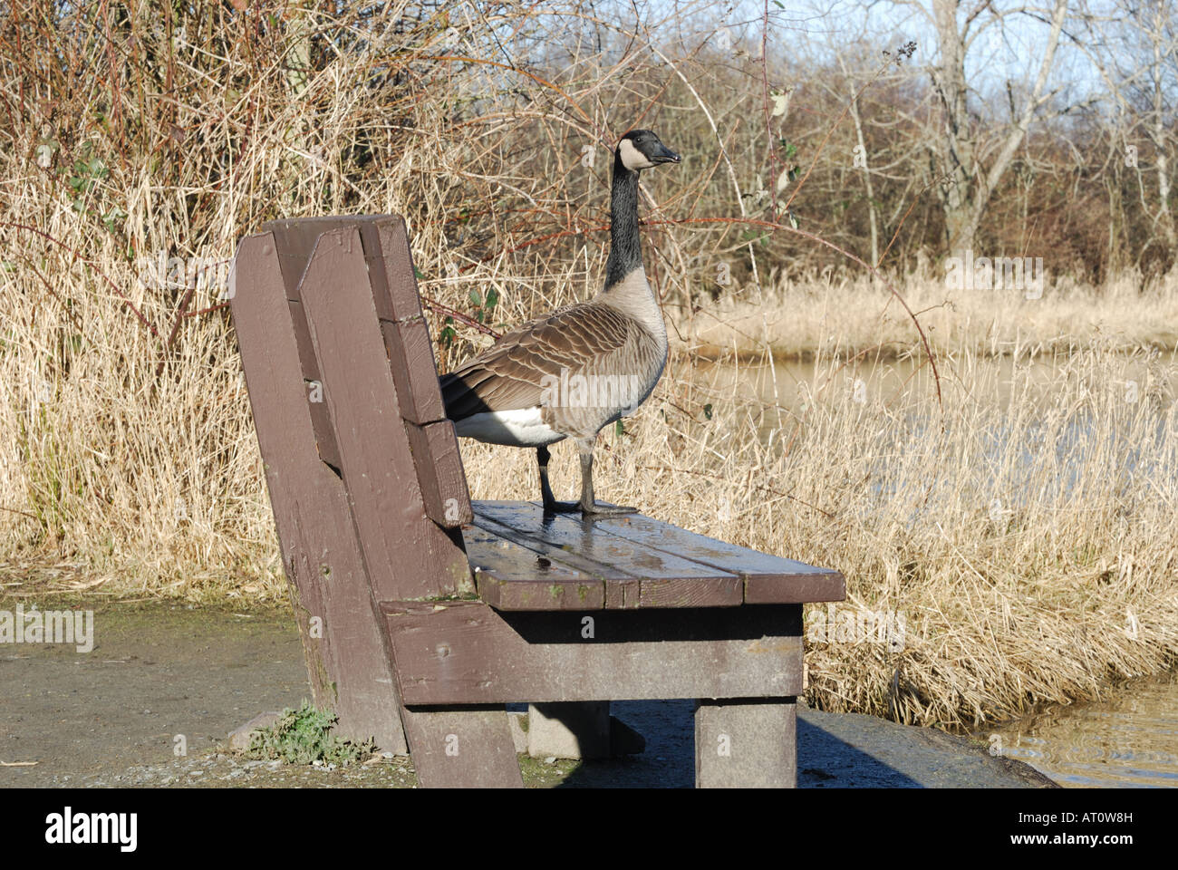 Canada Goose standing on a wooden bench admiring the view Stock Photo ...