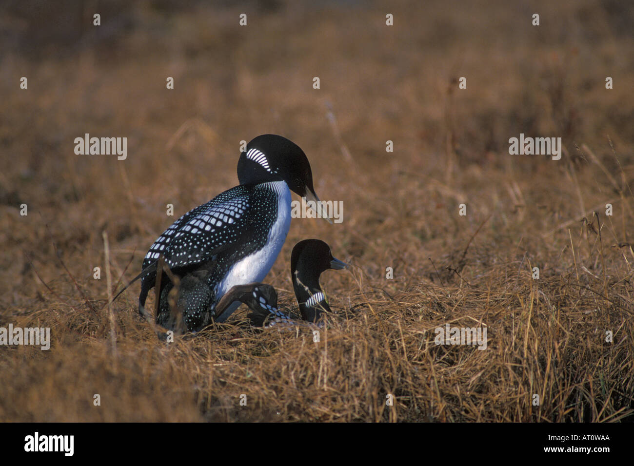 yellow billed loon Gavia adamsii pair mating in early spring central ...