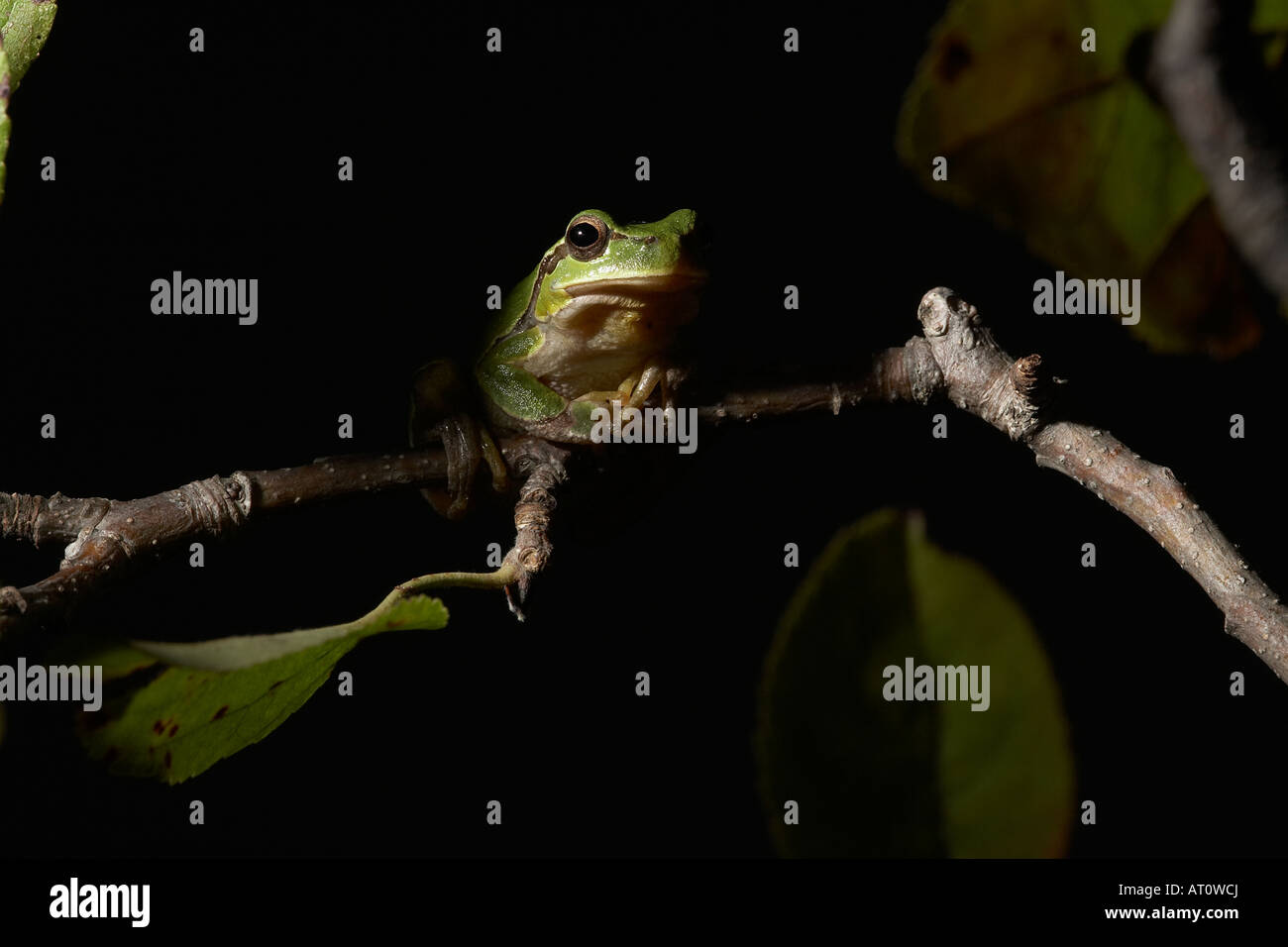 Italian Tree Frog Hyla intermedia Central Italy Stock Photo - Alamy