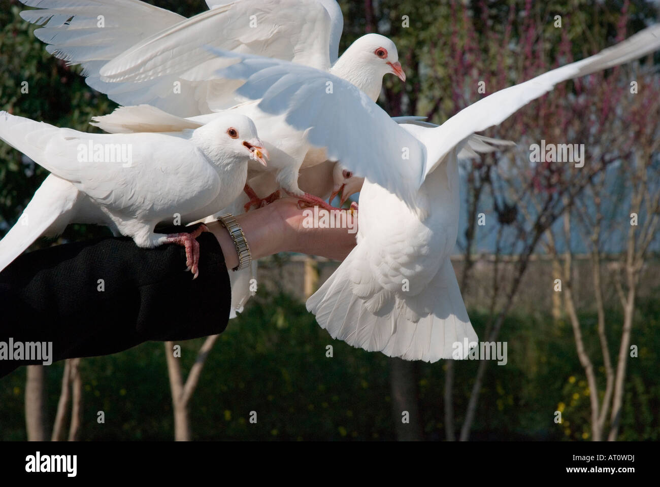 Three doves taking feed from a hand, in Teng Tao, near Ningbo, China ...