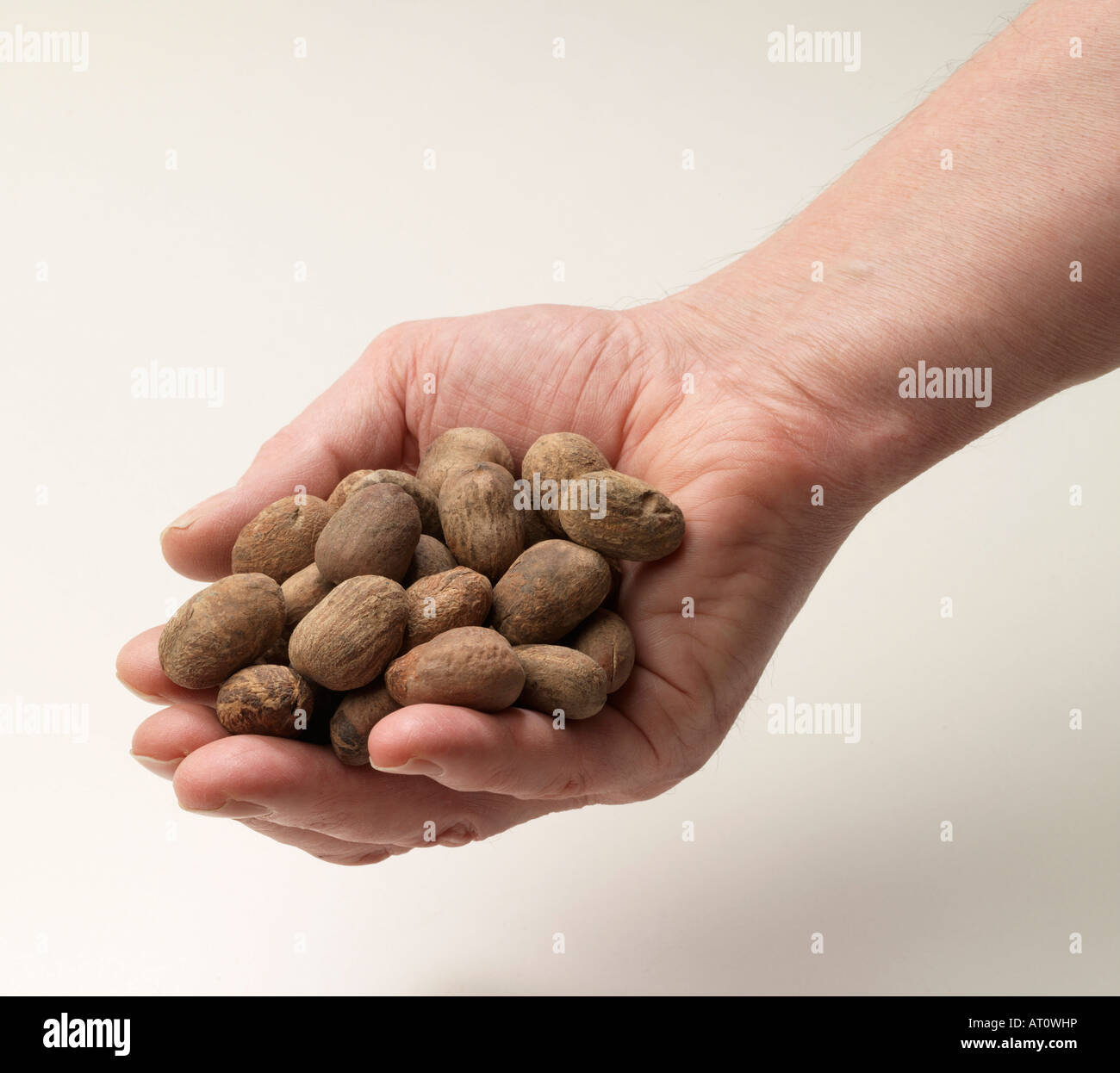 Hand holding Shea Nuts Stock Photo - Alamy