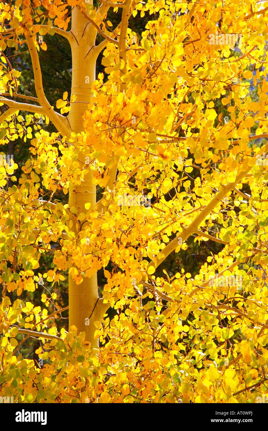 San Isabel National Forest in autumn, Colorado Stock Photo - Alamy