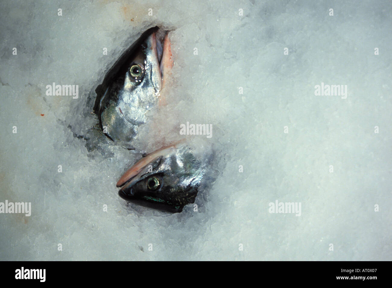pink salmon Oncorhynchus gorbuscha commercial fishing industry fish on ...