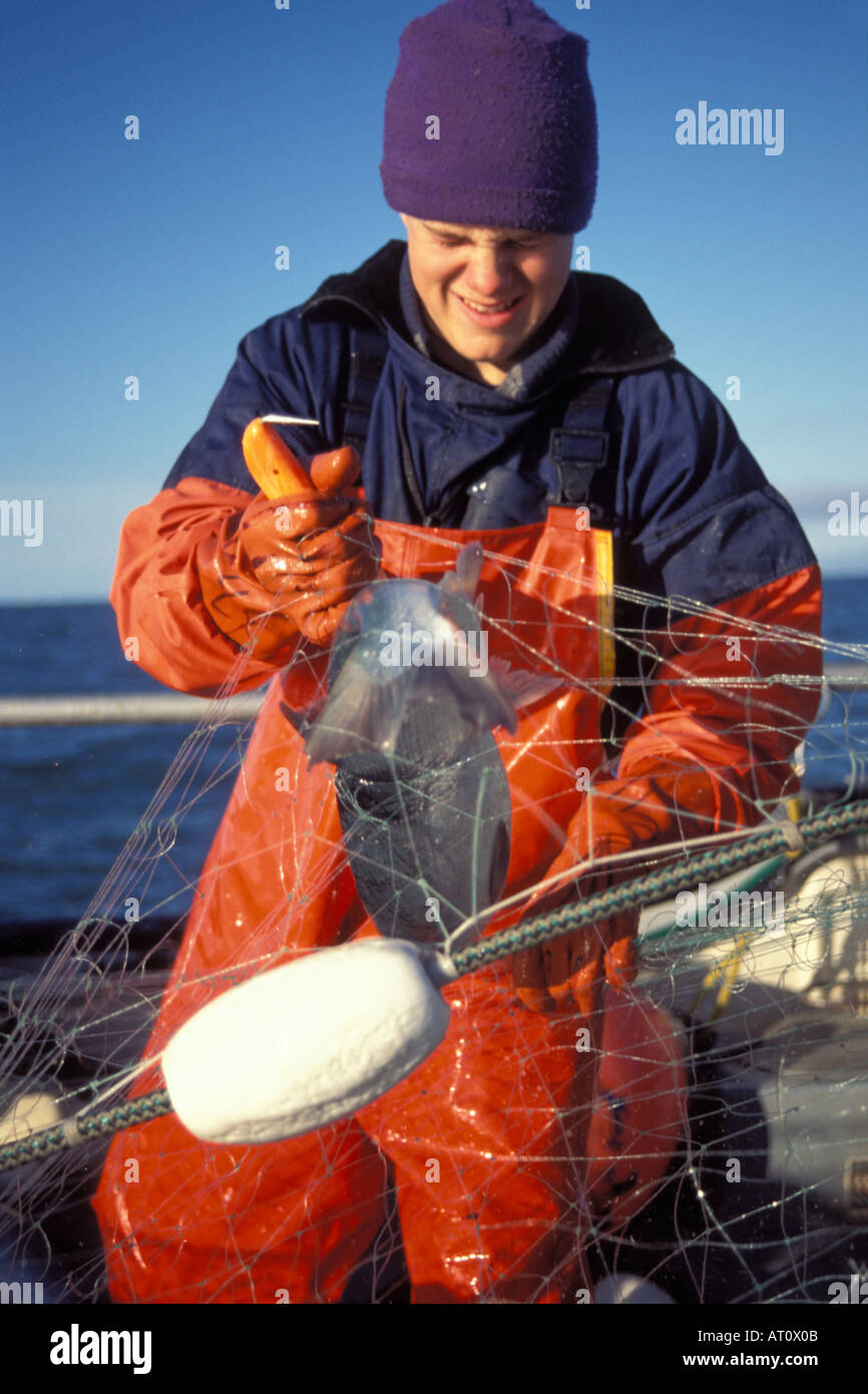 commercial fisherman Kelly Stier pulls a fish out of a net Cook Inlet ...