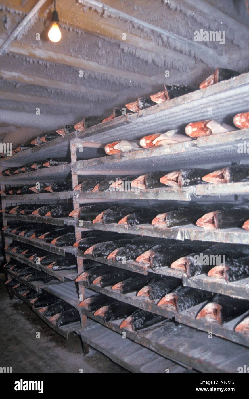 frozen salmon in commercial freezer at a fish plant in Ketchikan ...