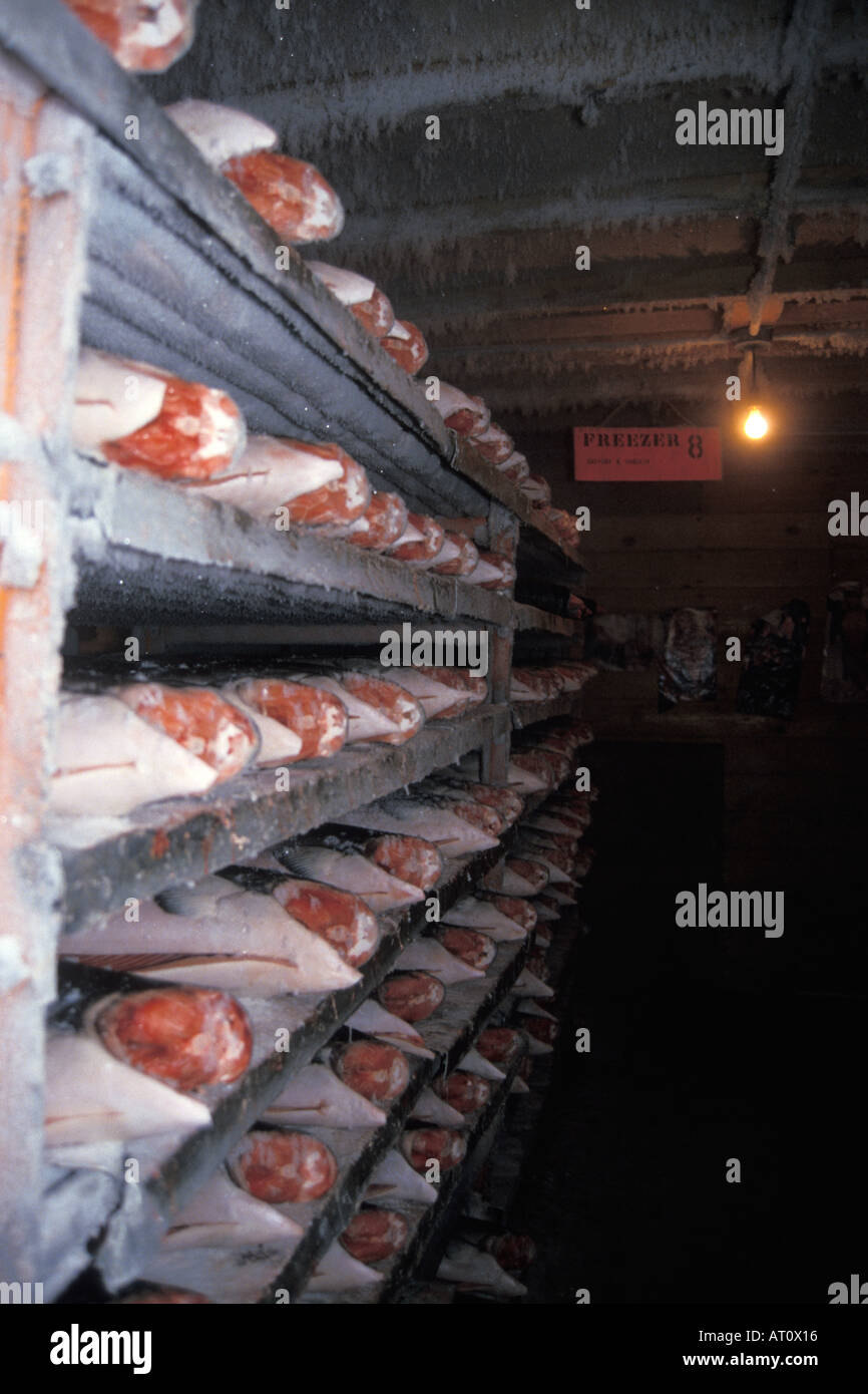 frozen salmon in commercial freezer at a fish plant in Ketchikan ...