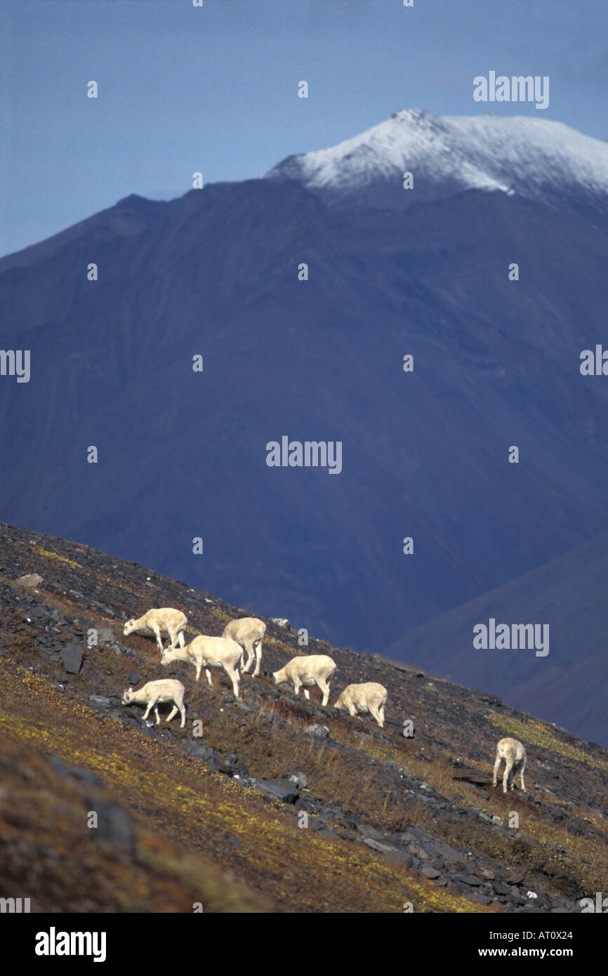 dall sheep Ovis dalli ewes and lambs feed on the hillsides of the North ...