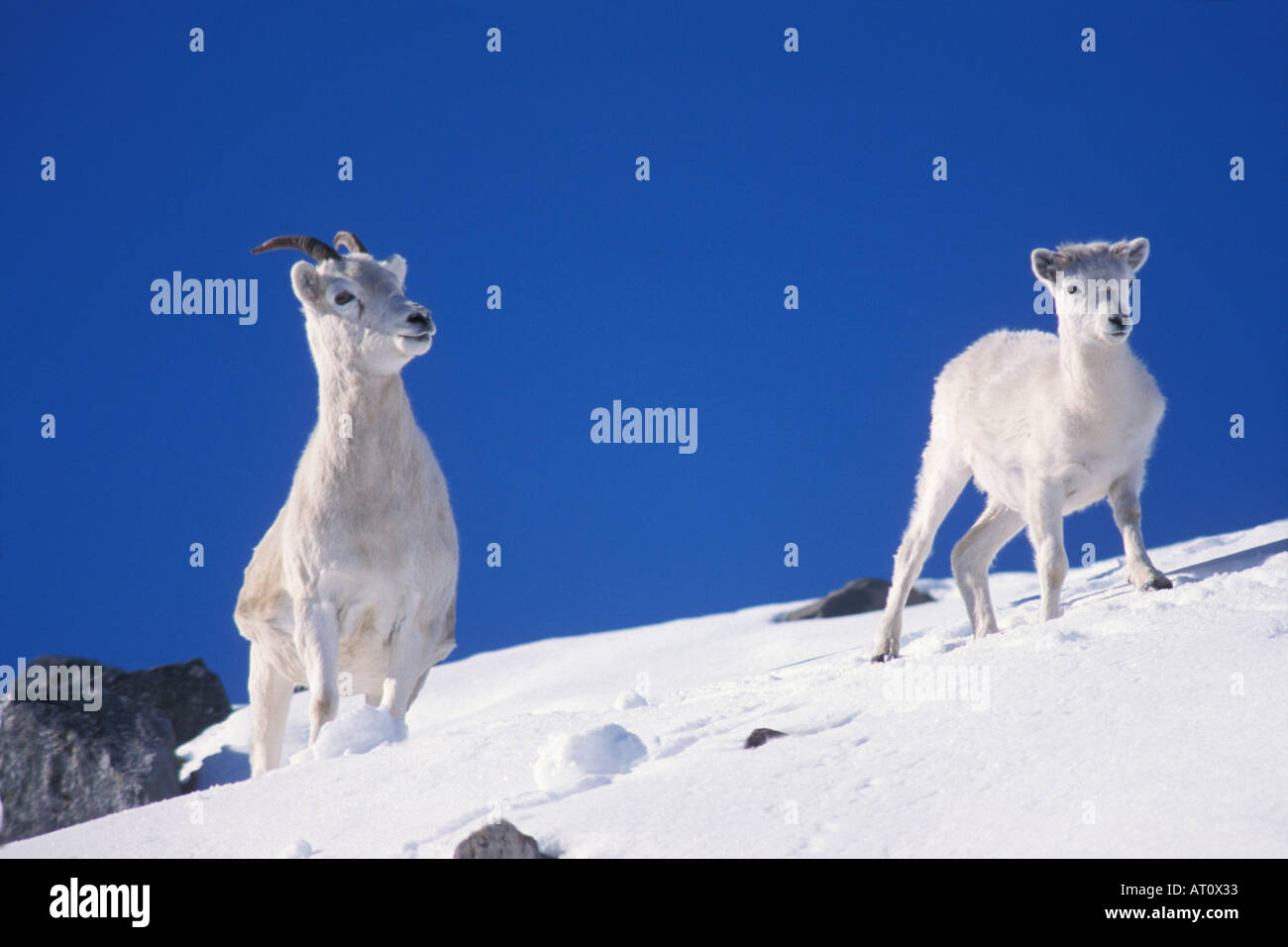 dall sheep Ovis dalli ewe and lamb walk along a snow covered hillside ...