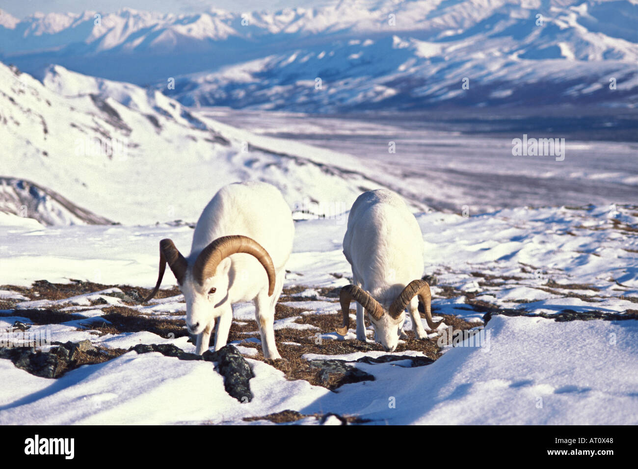dall sheep Ovis dalli rams feed in the fall on snow covered tundra ...