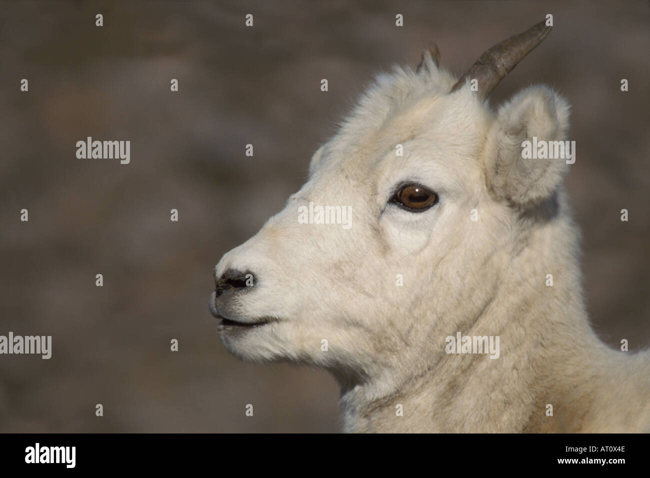 Dall colors hi-res stock photography and images - Alamy