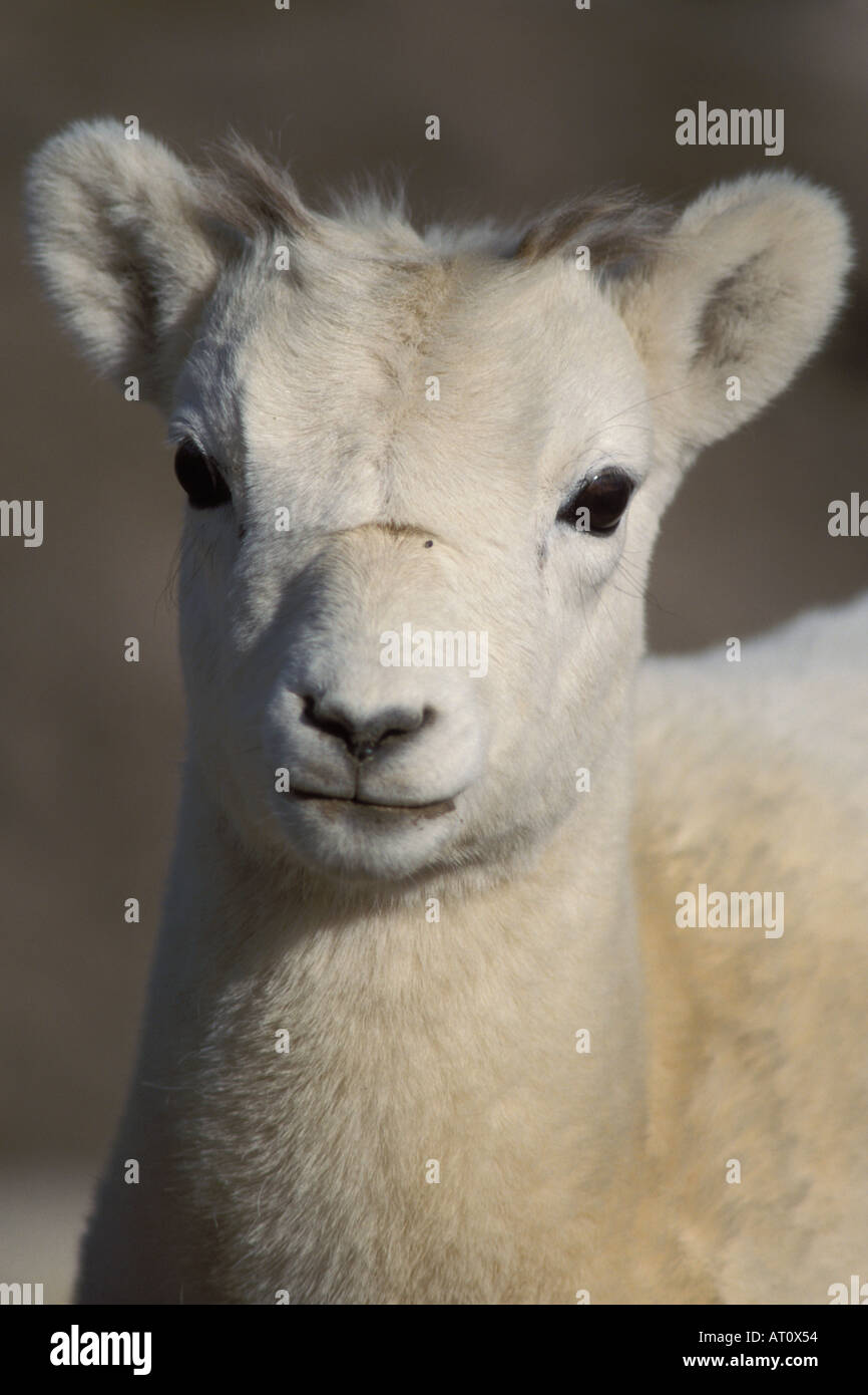 dall sheep Ovis dalli lamb on a hillside of the North Slope of the ...