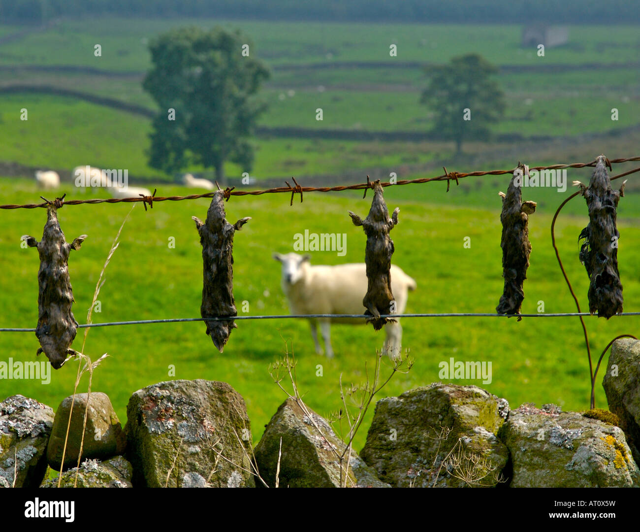 Moles displayed on a fence by a mole-catcher, North Pennines, UK Stock ...
