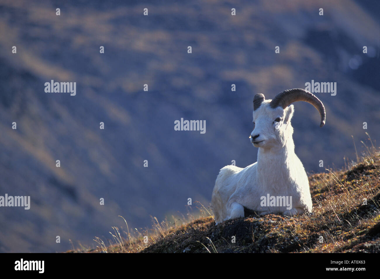 dall sheep Ovis dalli young ram sits on a hillside North Slope of the ...