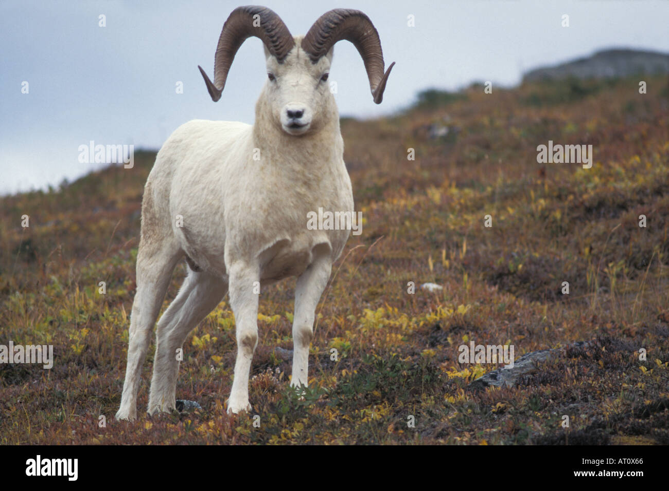 dall sheep Ovis dalli full curl ram standing in fall tundra Denali ...