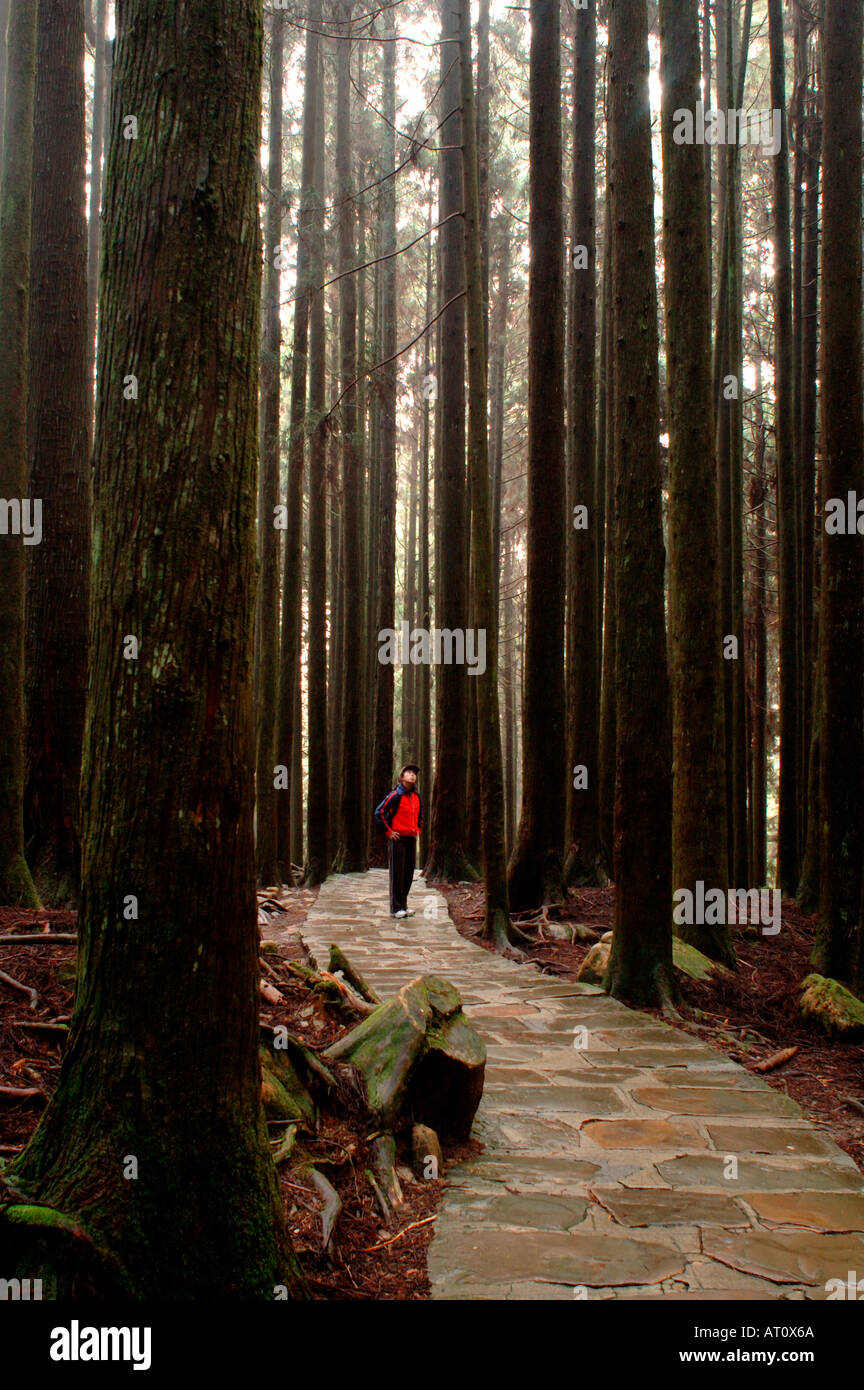 Pathway through fir trees, Mount Ali National Forest Recreation Area ...