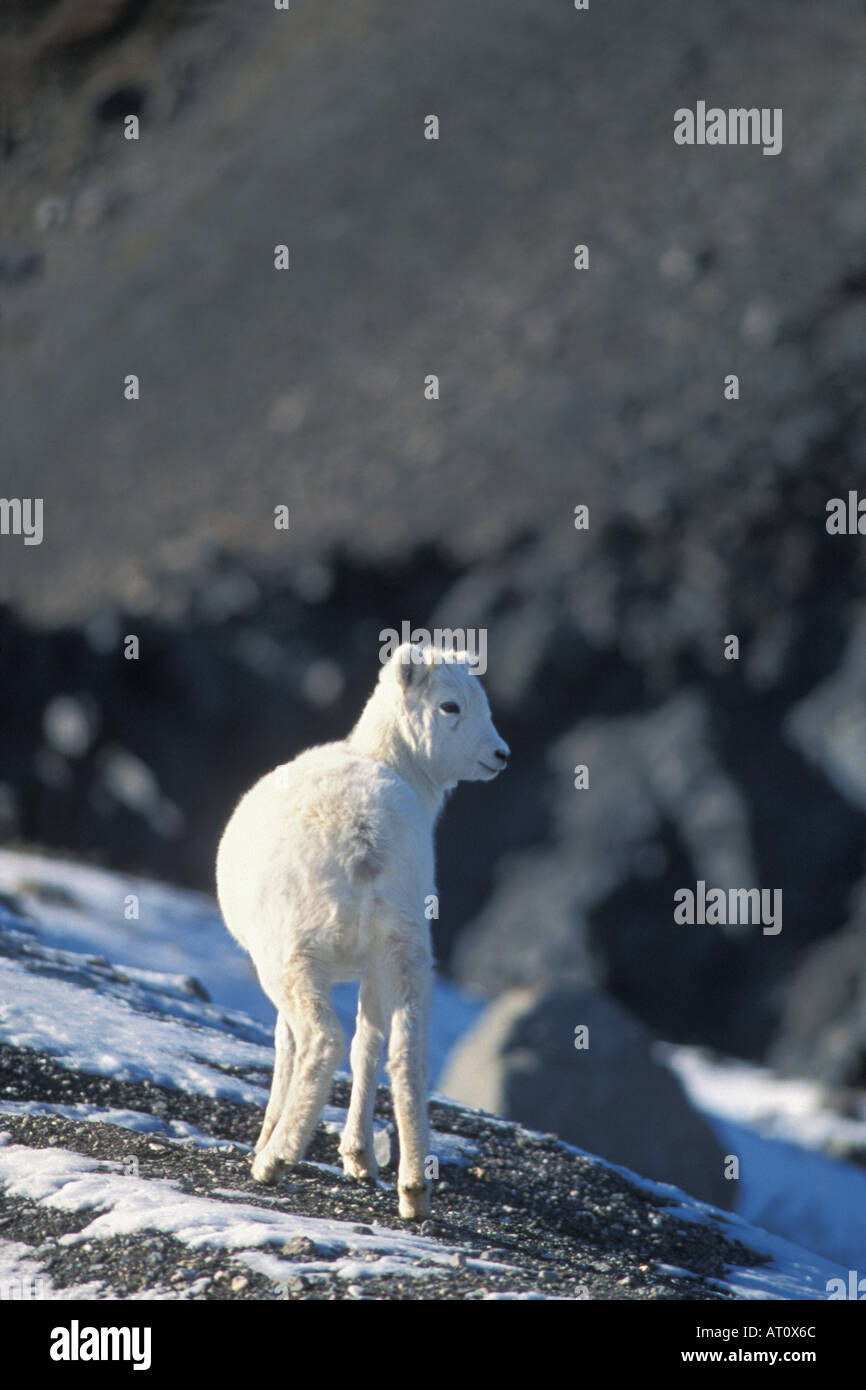 dall sheep Ovis dalli lamb stands on a hillside of the North Slope of ...