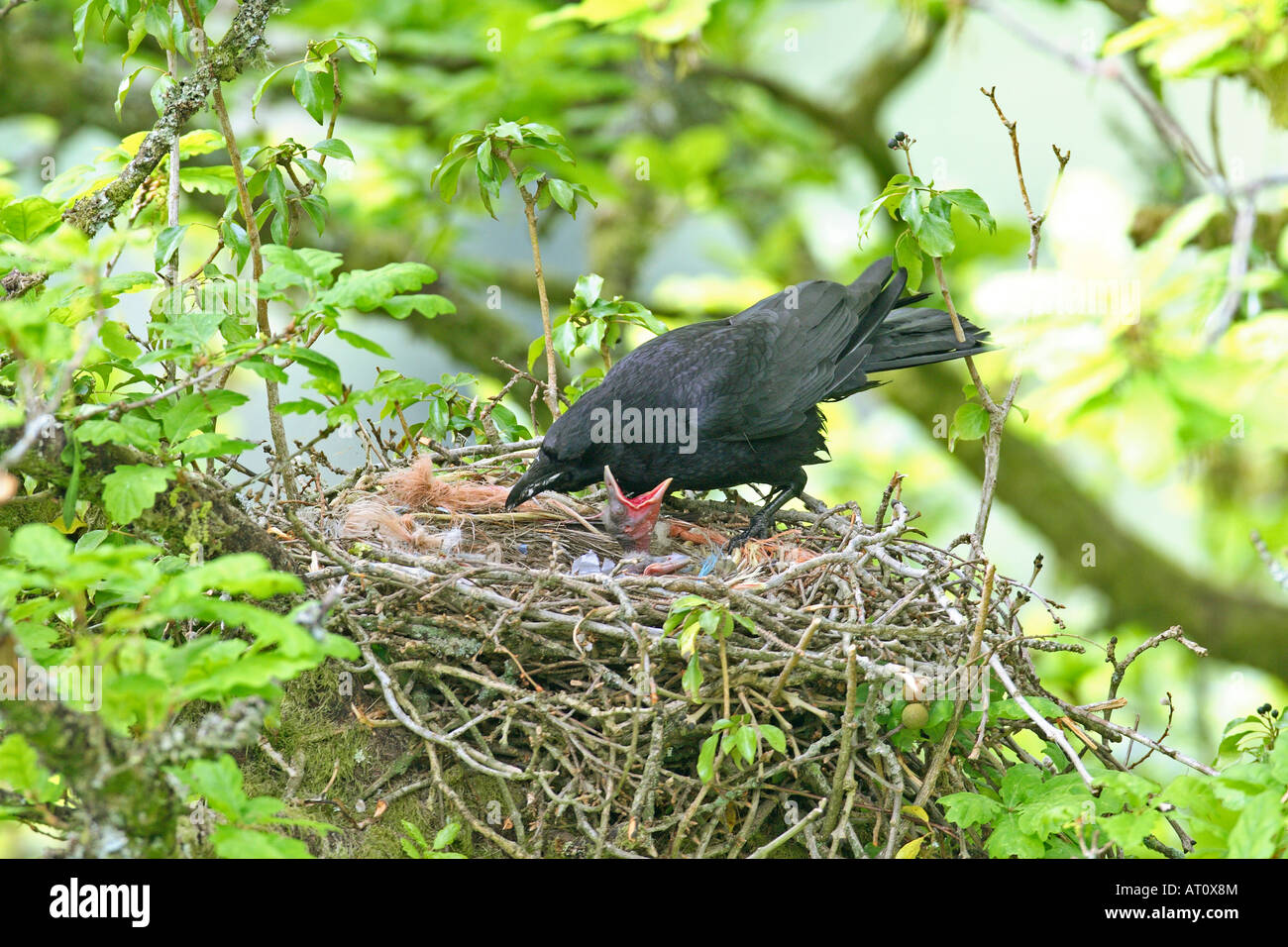 CARRION CROW CORVUS CORONE FEEDING SMALL YOUNGSTERS IN NEST Stock Photo ...