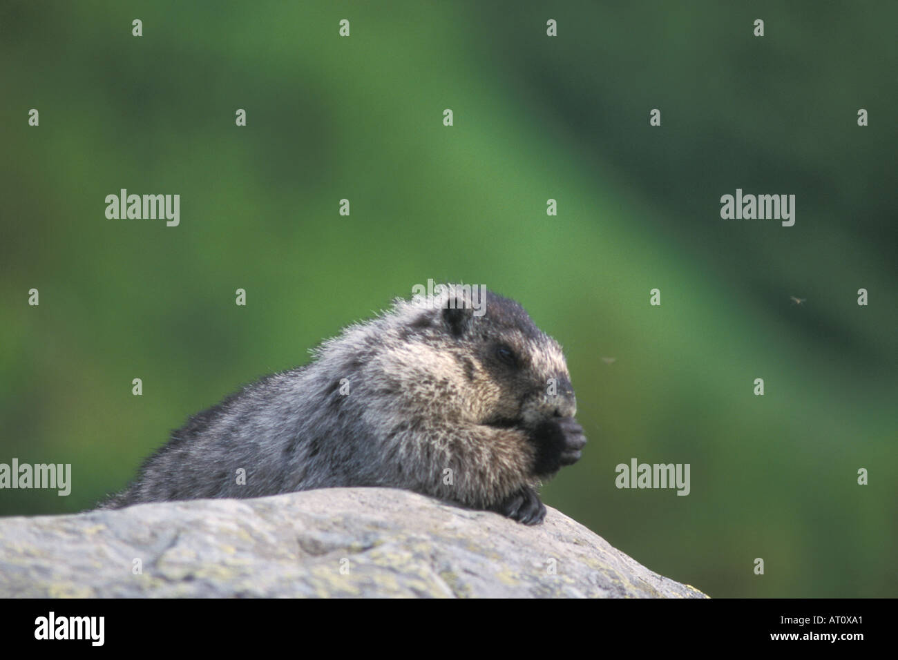 Glacier nose hi-res stock photography and images - Alamy