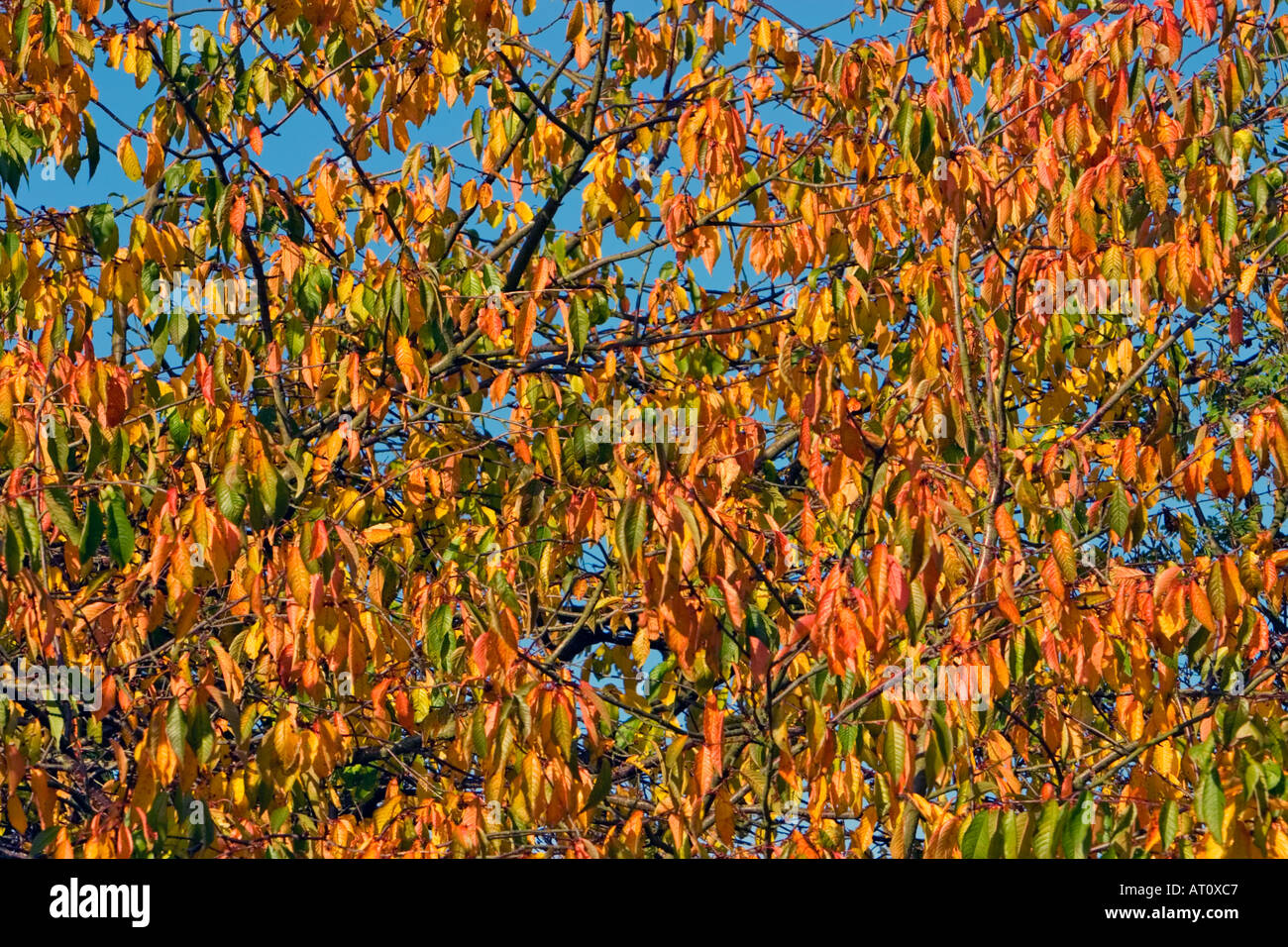 Russet hue hi-res stock photography and images - Alamy