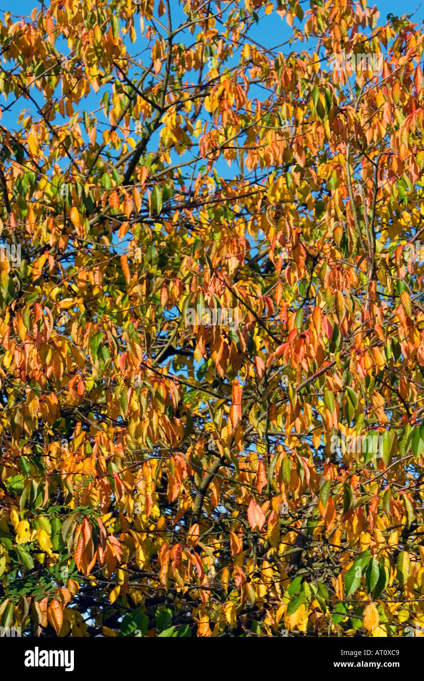 Russet hue hi-res stock photography and images - Alamy