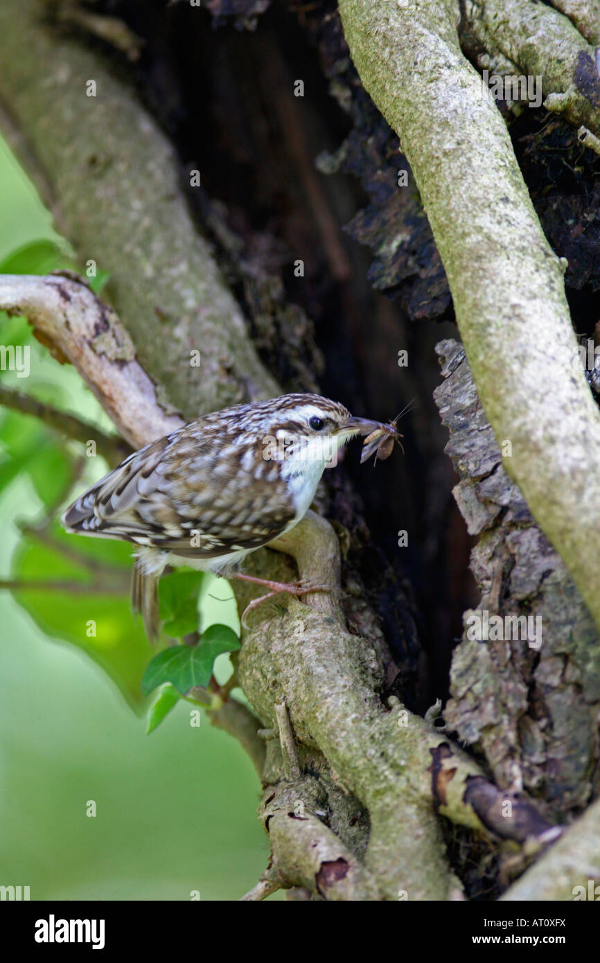 TREE CREEPER CERTHIS FAMILIARIS AT NEST HOLE WITH BEAKFULL OF FLIES ...