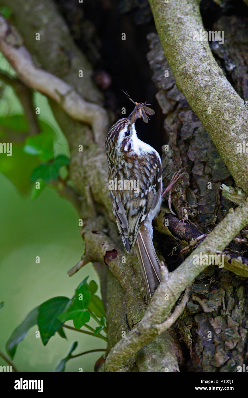 TREE CREEPER CERTHIS FAMILIARIS AT NEST HOLE WITH BEAKFULL OF FLIES ...