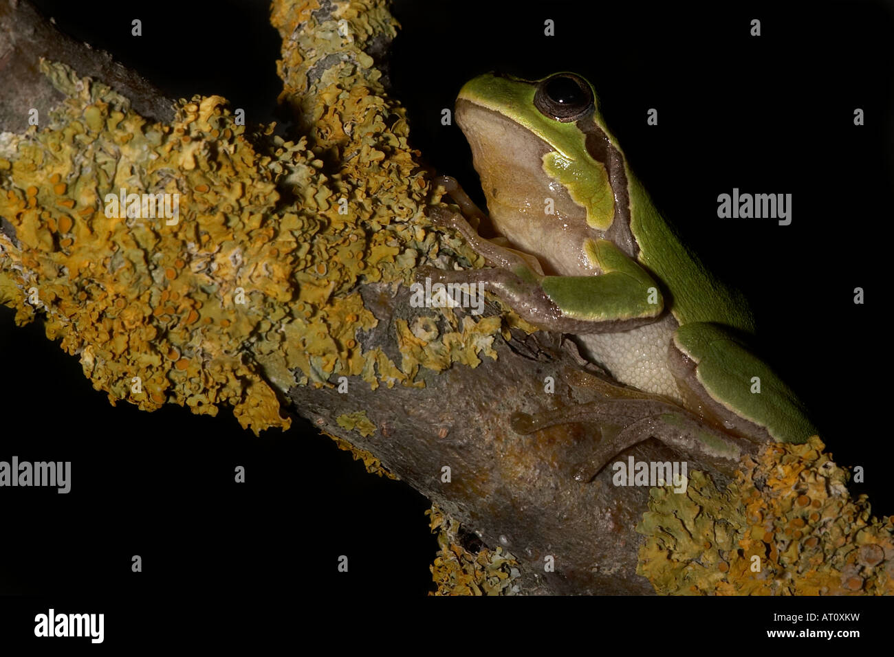 Italian Tree Frog Hyla intermedia Central Italy Stock Photo - Alamy