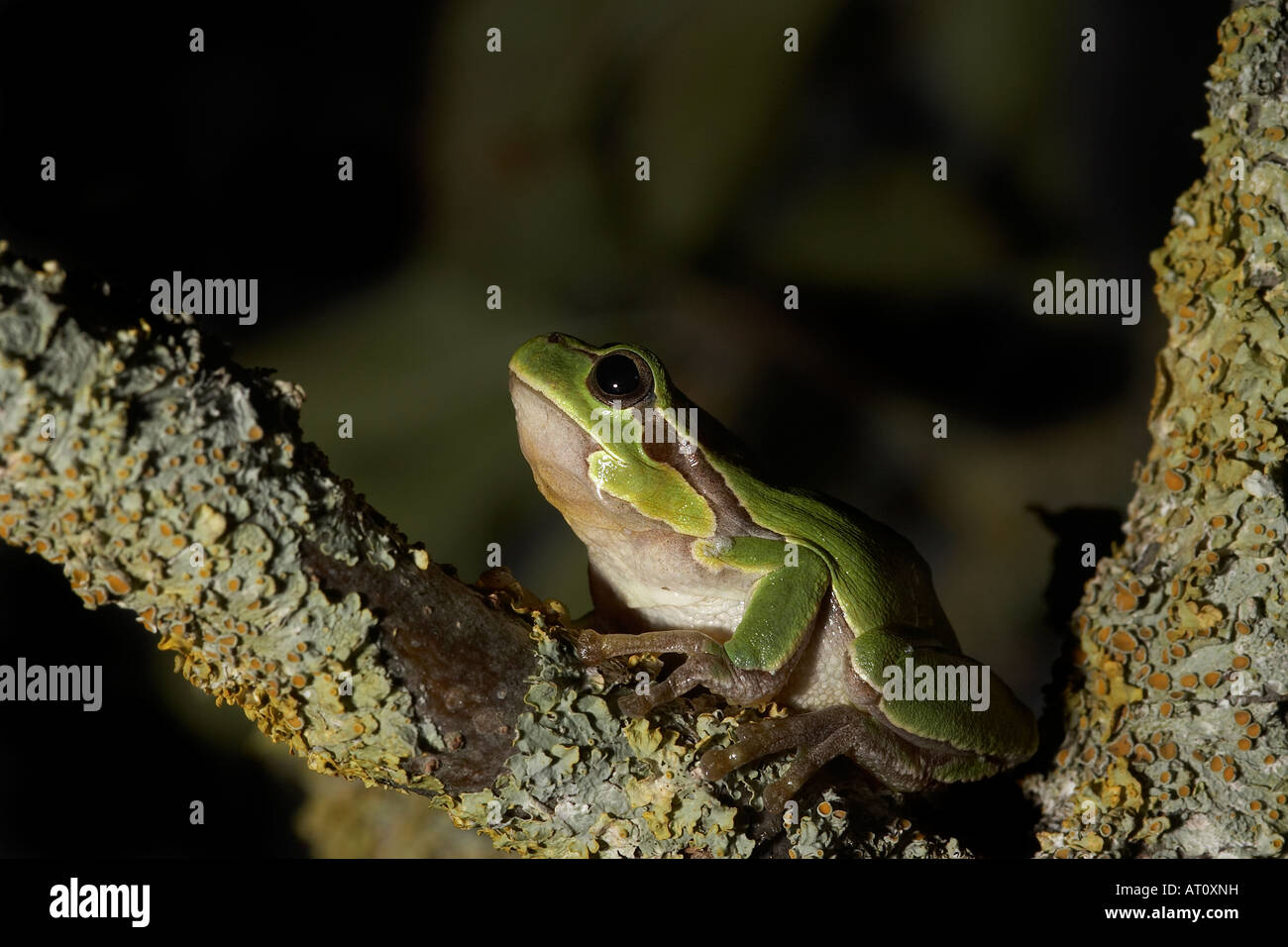 Italian Tree Frog Hyla intermedia Central Italy Stock Photo - Alamy