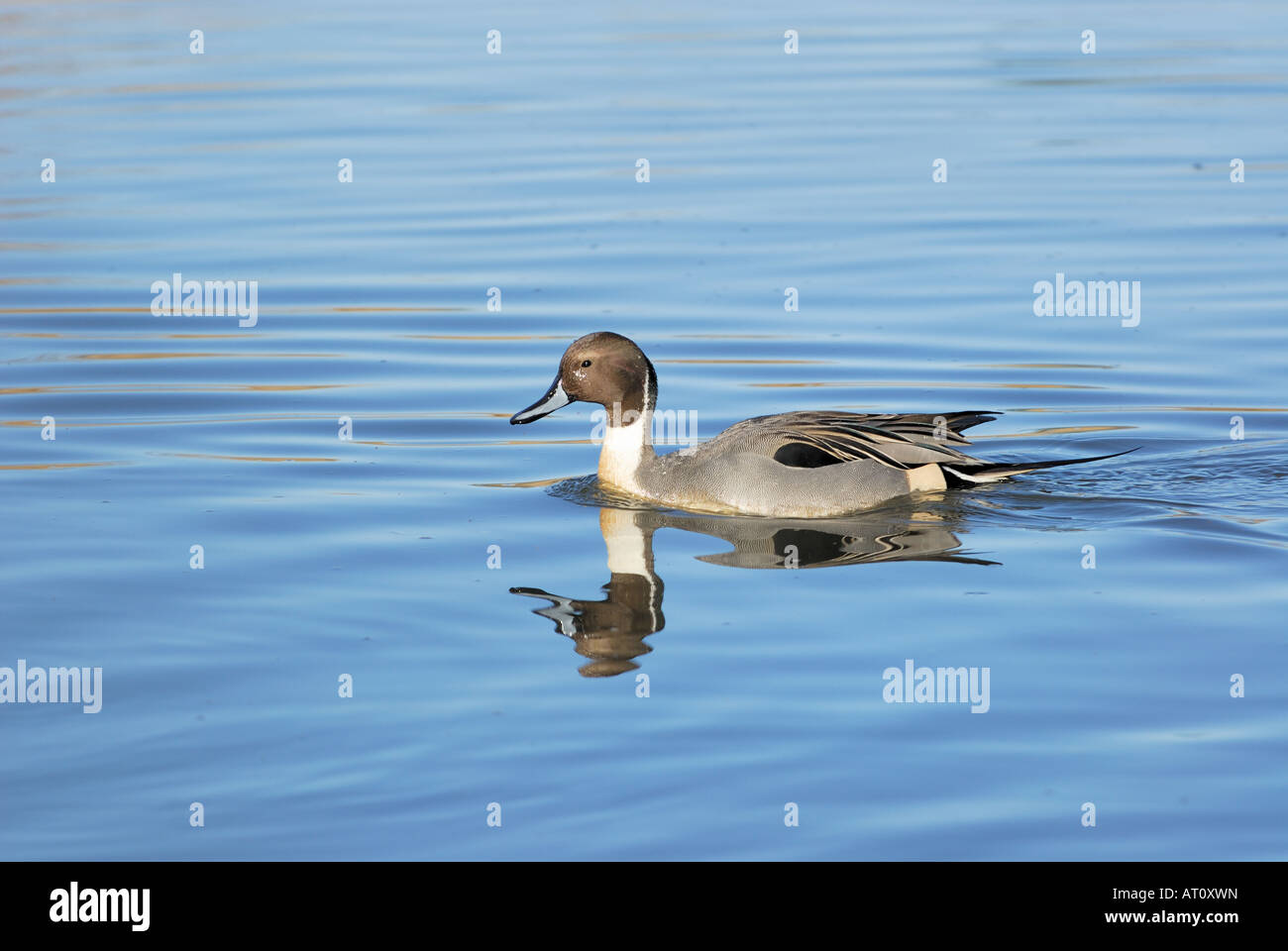 Reifel bird santuary hi-res stock photography and images - Alamy