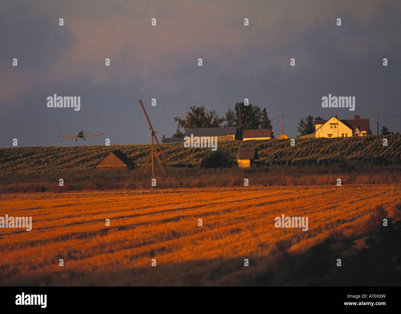 Just above the field a crop duster lays down a fine mist of pestiside ...